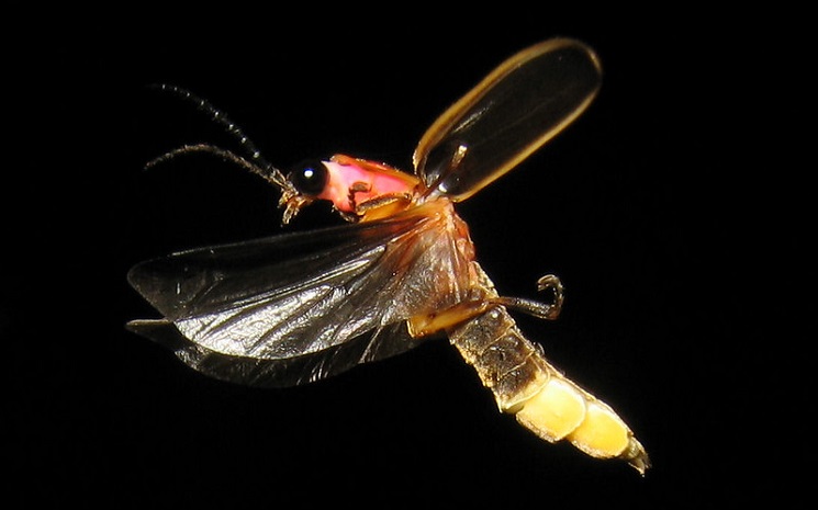 Rencontrez lucioles et compagnie à Hong Kong